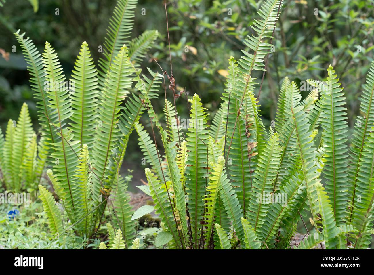 Tuber ladder hi-res stock photography and images - Alamy