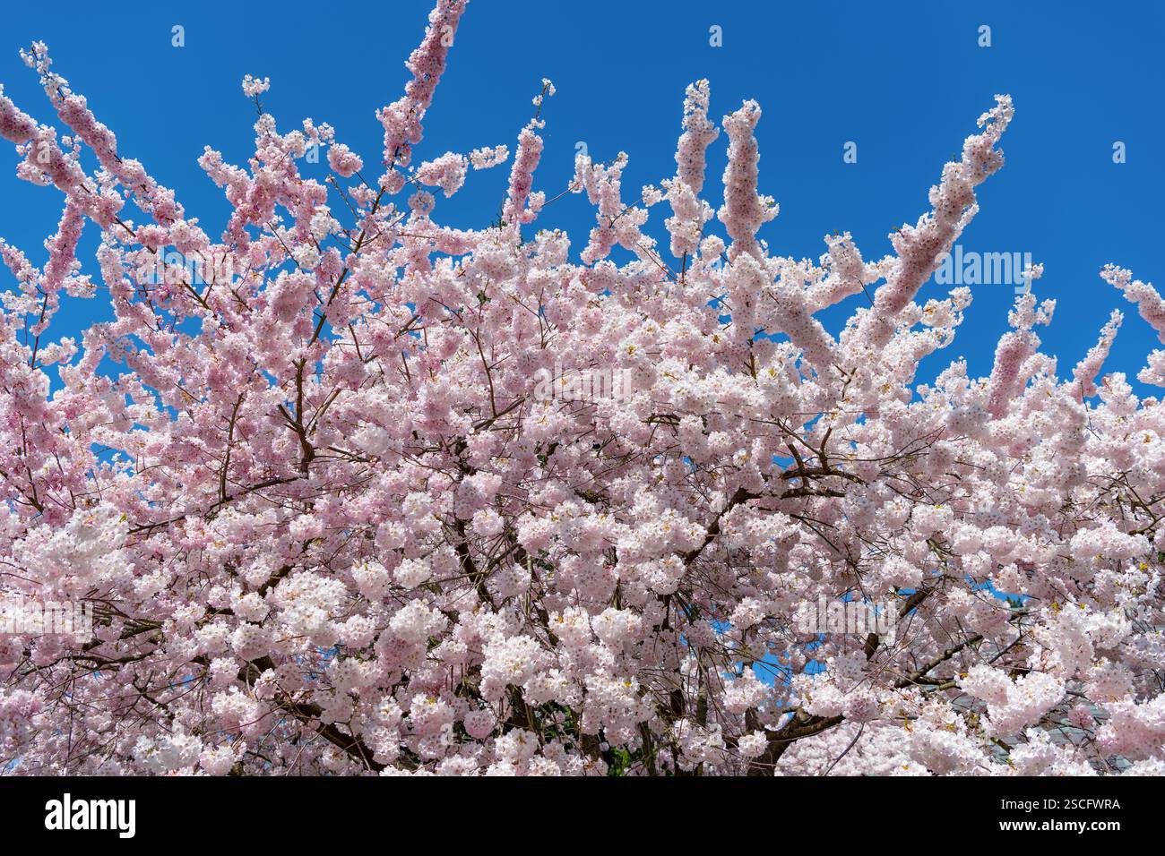 Sakura tree blossom. Spring nature. Sakura tree blossom. Beautiful pink ...