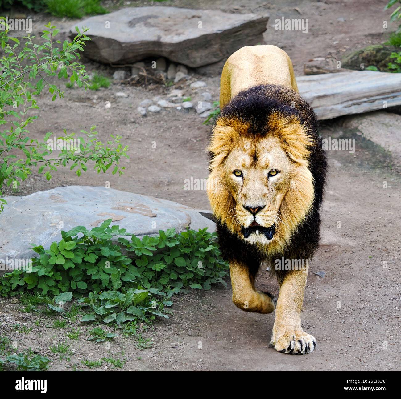 Lion on the Prowl Stock Photo - Alamy