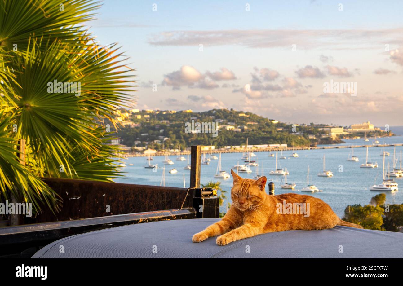 St Thomas Sleepy Cat Nap Stock Photo - Alamy