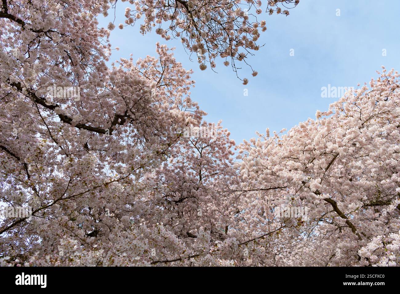 spring sakura tree plants season. spring sakura season on branch. photo ...