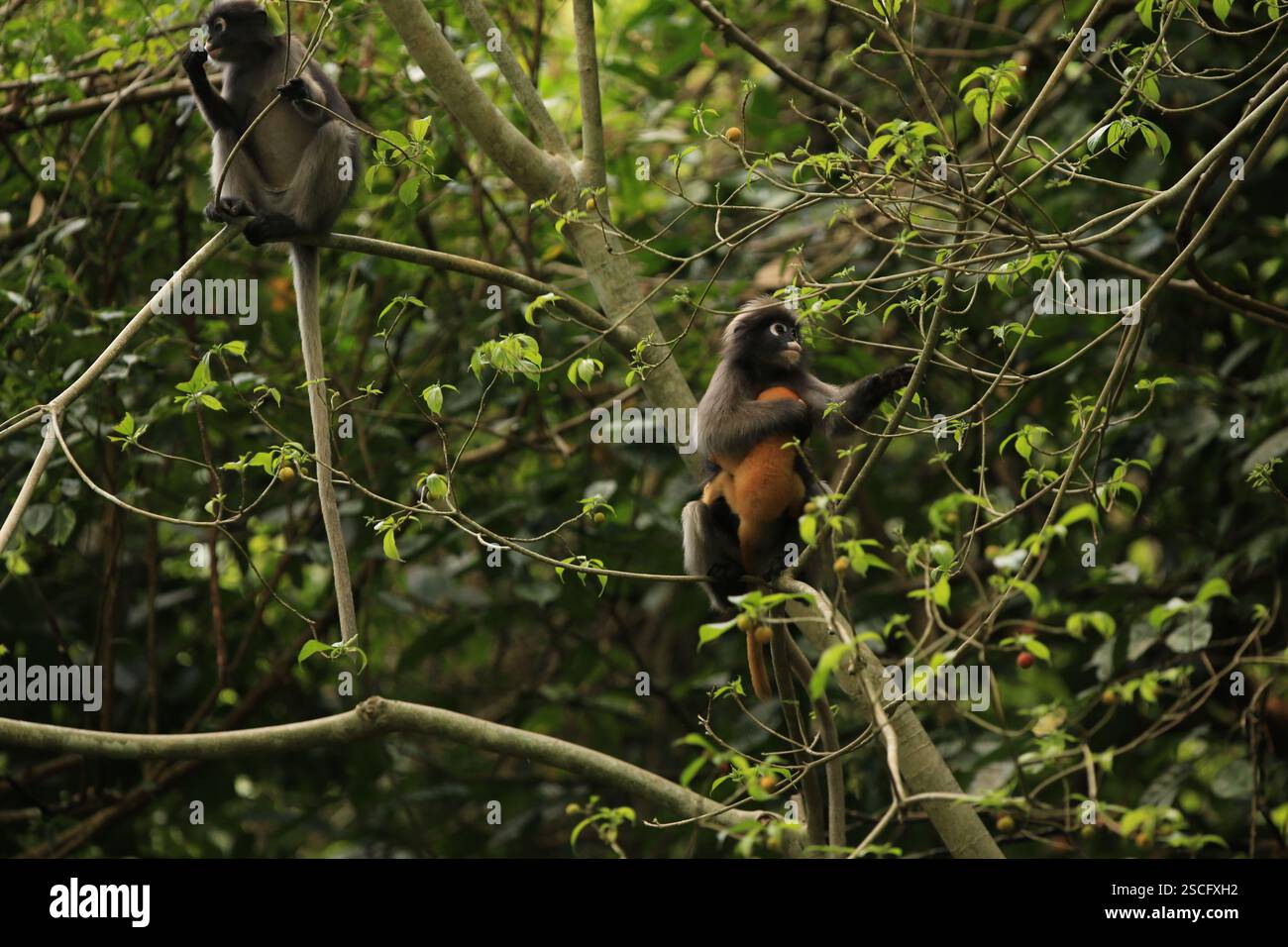 Dusky Leaf Monkey (Trachypithecus obscurus) mother with yawning baby in ...