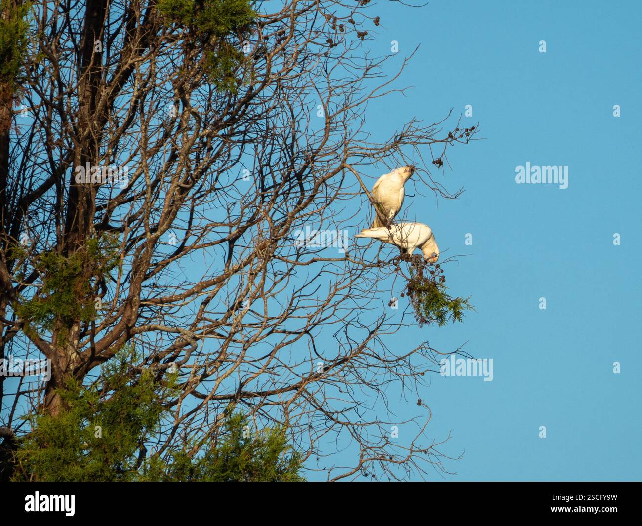 Two birds, Little Corellas feasting on nuts or seeds in the trees ...