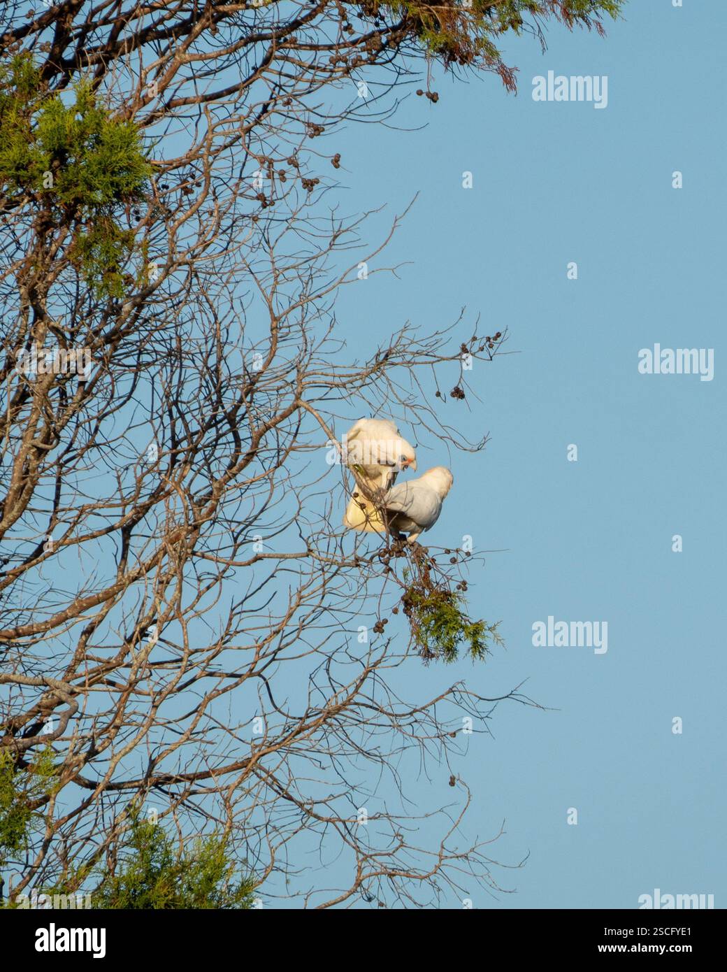 Birds, a Little Corella screeching at its mate , beak open, in a tree ...