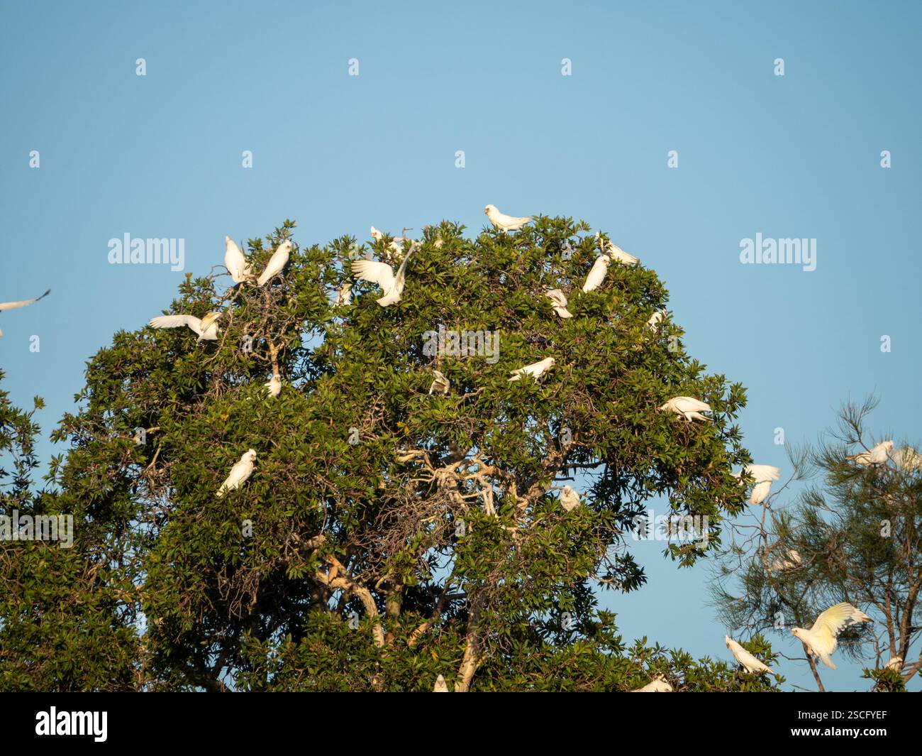 Flock of birds, Little Corellas, blue eyed Cockatoos, flying and ...