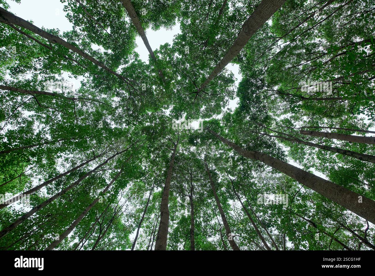 Dense forest photographed from an upward angle Stock Photo - Alamy