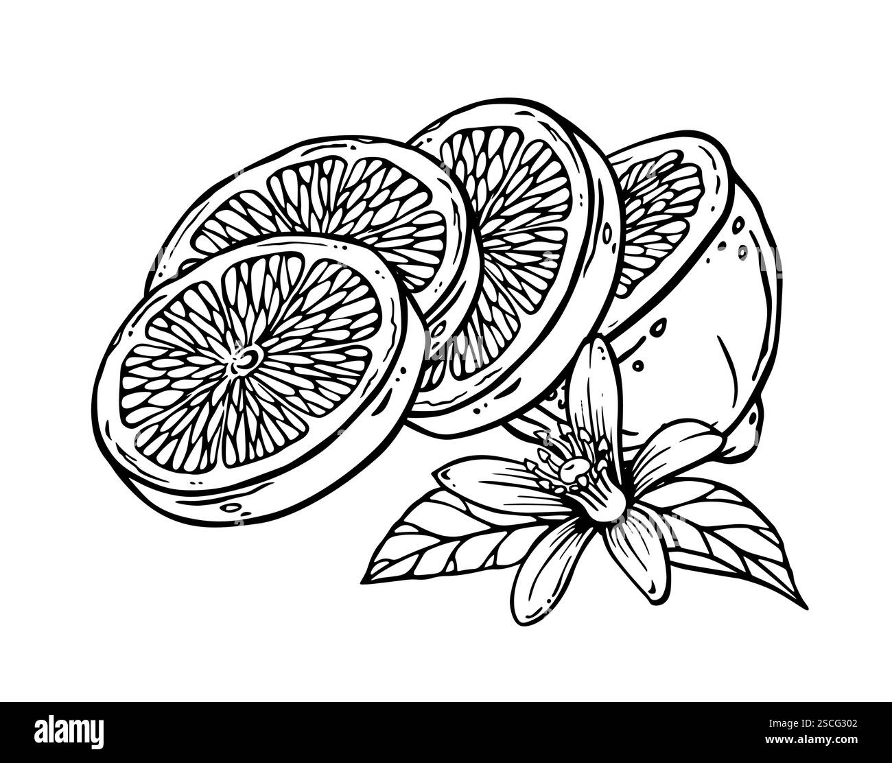 Lemon half sliced on pieces. Graphic composition with citrus fruit, flower and leaves. Hand ...