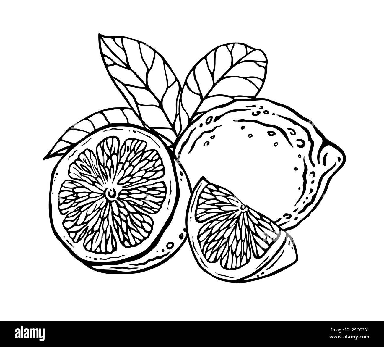 Lemon. Ink graphic composition with whole citrus fruit, half and wedge with leaves. Hand drawn ...