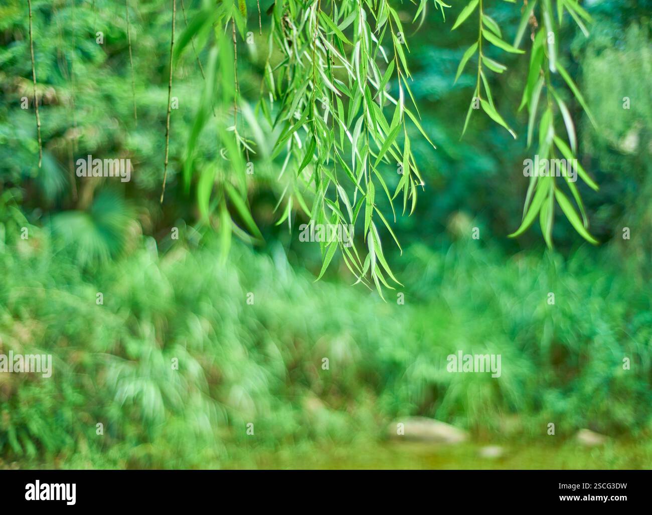 Green branches of weeping willow Stock Photo - Alamy
