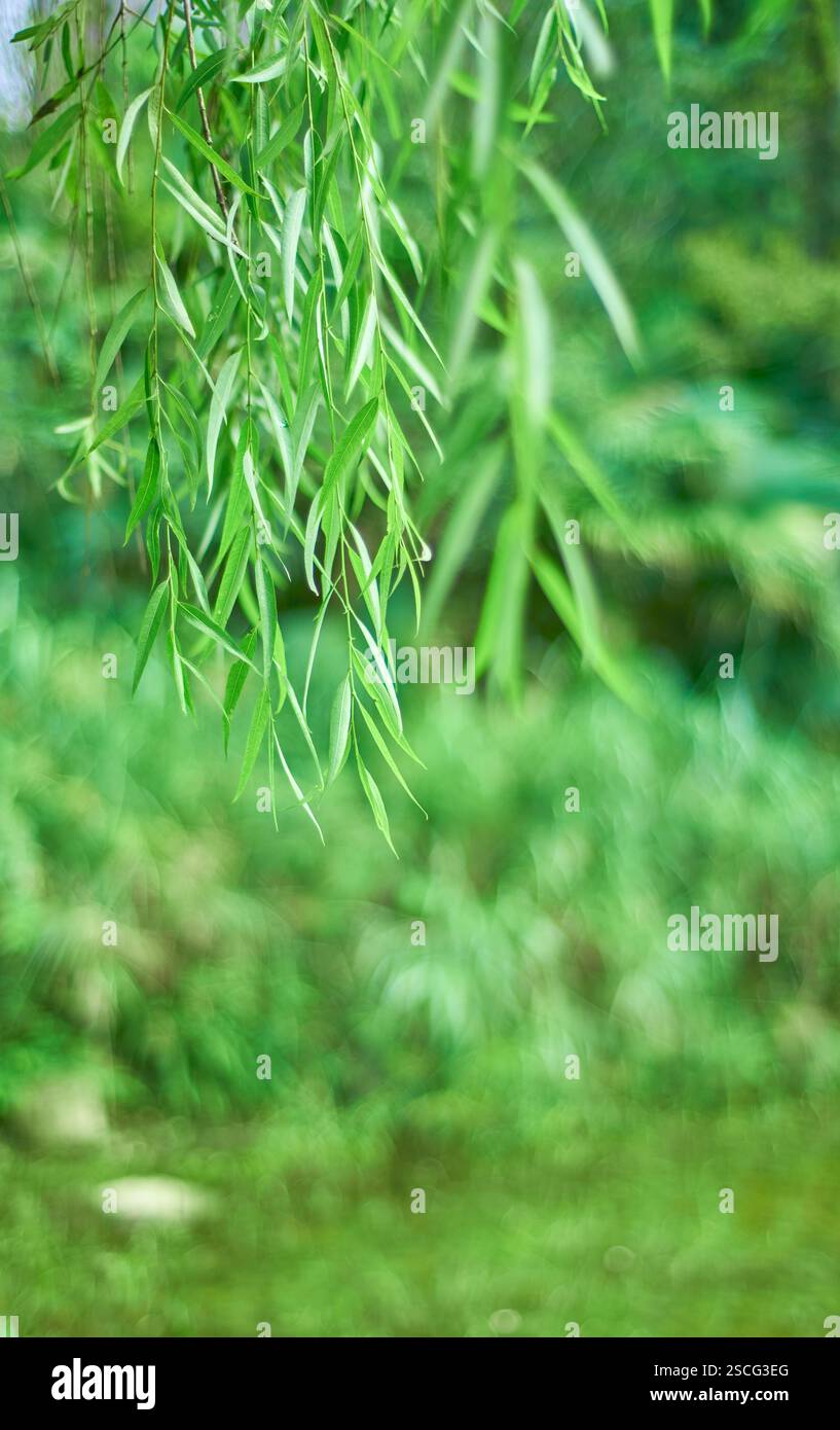 Green weeping willow branches hi-res stock photography and images - Alamy
