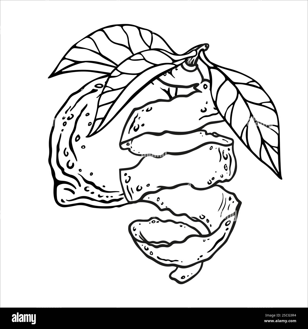 Outline sketch of lemon hanging on sprig with leaves and lemon-shaped ...