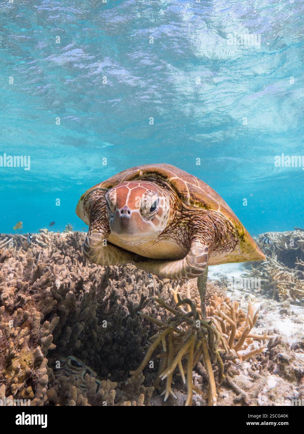 Turtle swimming at Lady Elliot Island on the Great Barrier Reef Stock ...
