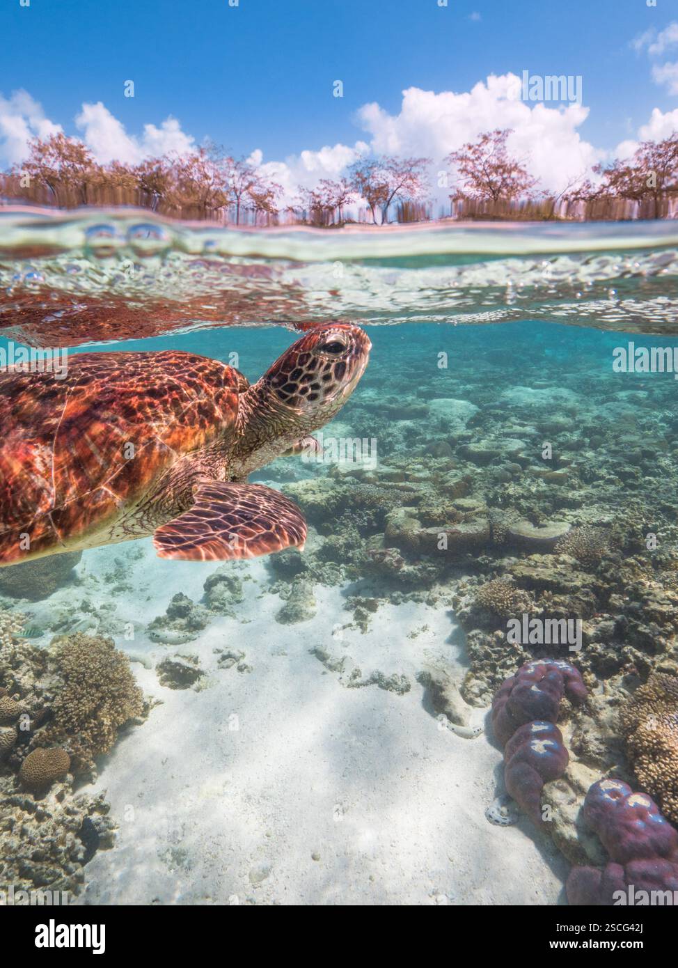 Turtle swimming at Lady Elliot Island on the Great Barrier Reef Stock ...