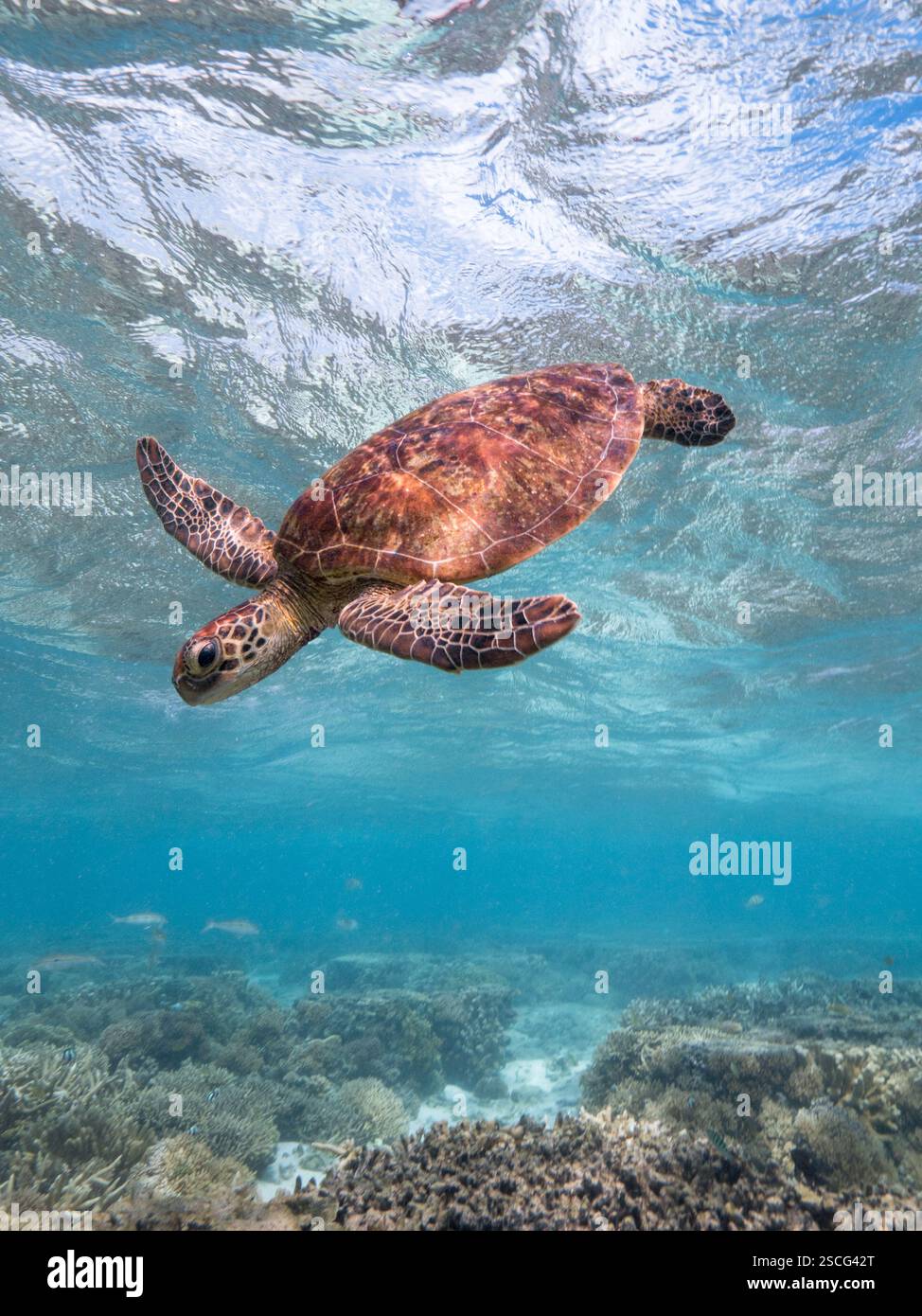 Turtle swimming at Lady Elliot Island on the Great Barrier Reef Stock ...