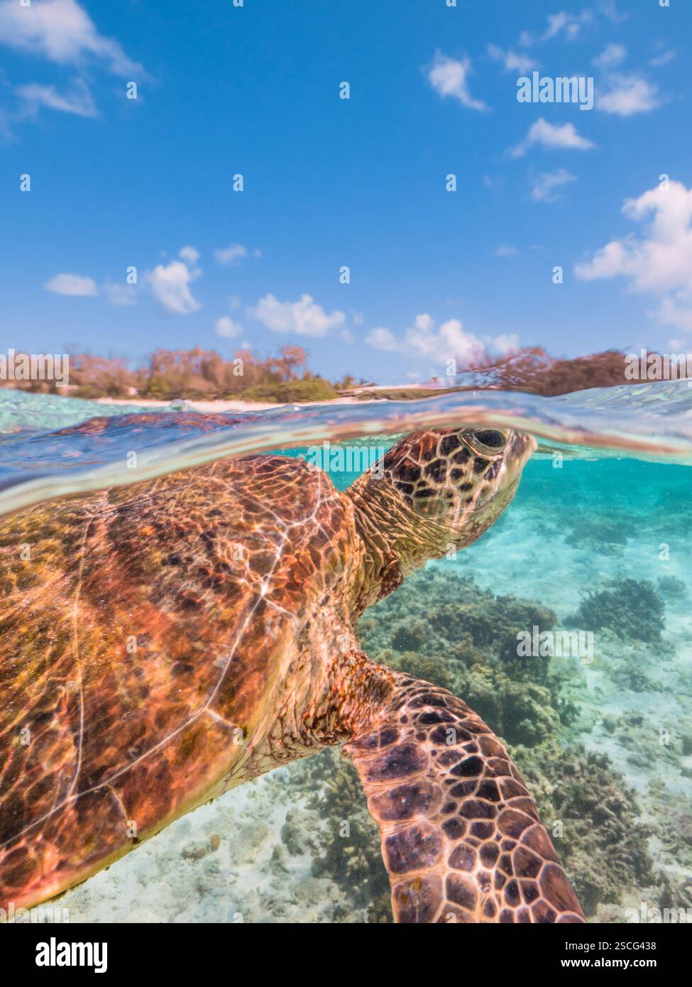 Turtle swimming at Lady Elliot Island on the Great Barrier Reef Stock ...