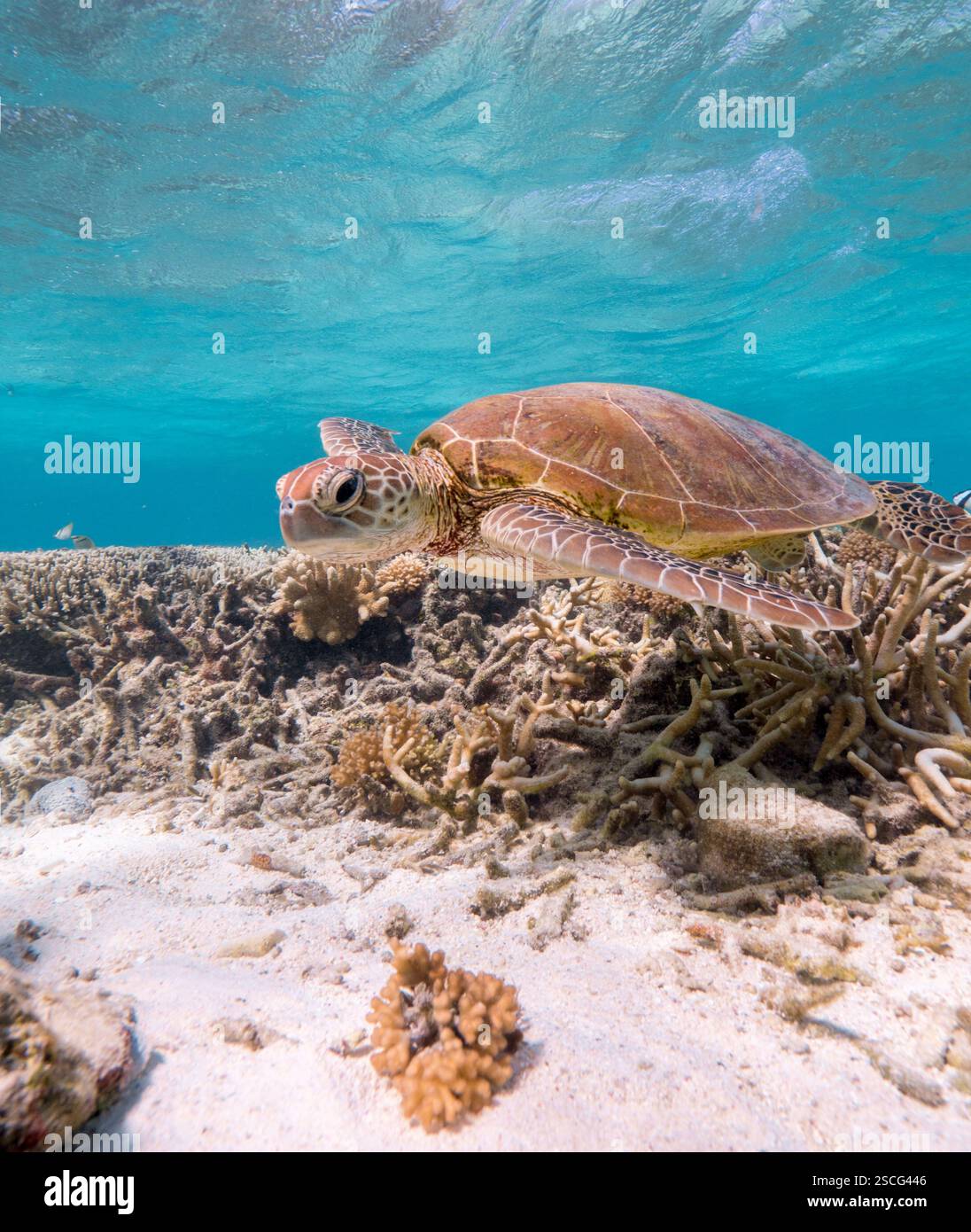 Turtle swimming at Lady Elliot Island on the Great Barrier Reef Stock ...
