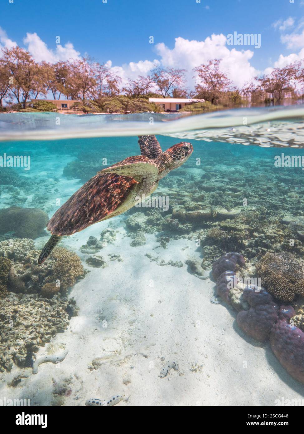 Turtle swimming at Lady Elliot Island on the Great Barrier Reef Stock ...
