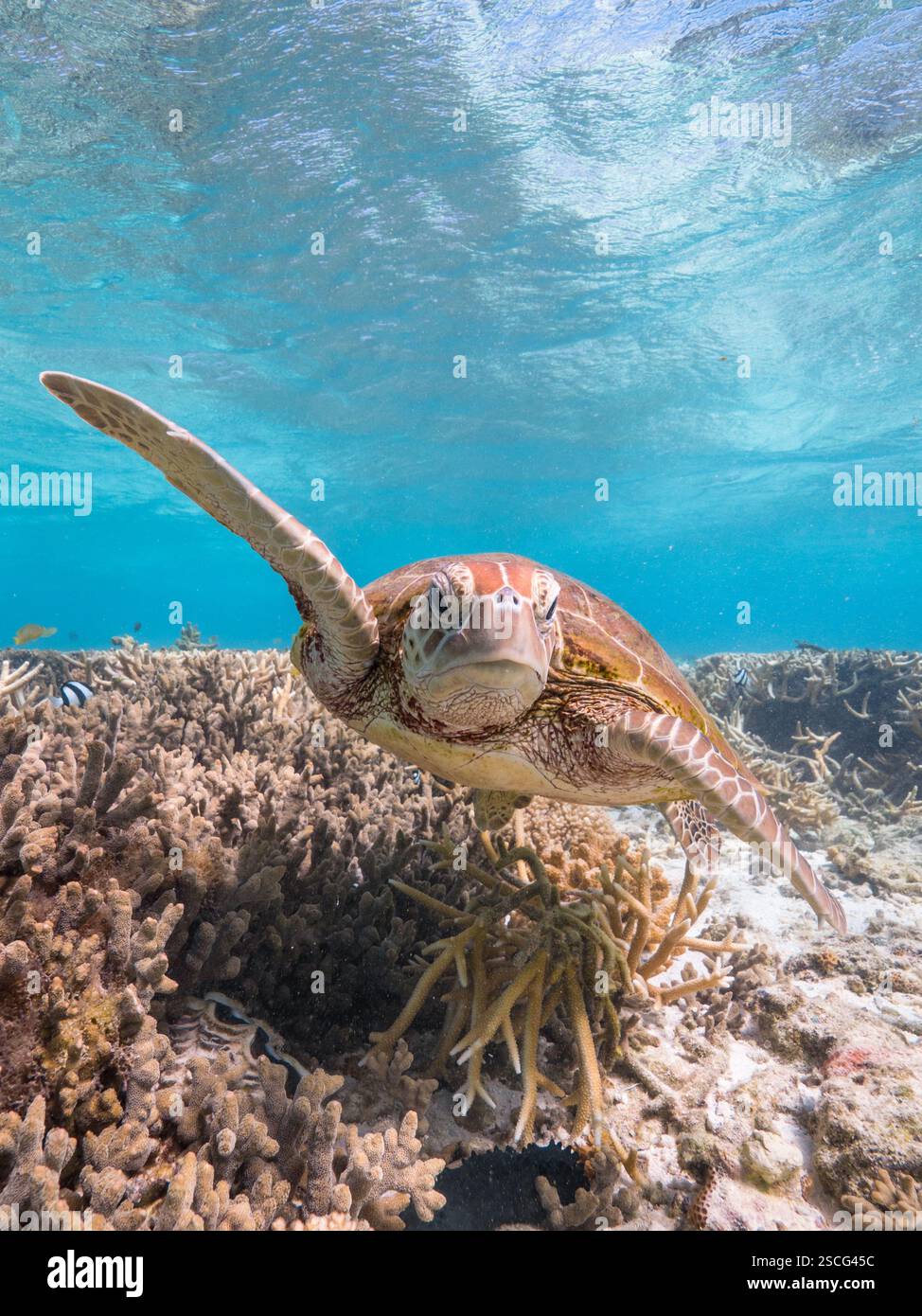 Turtle swimming at Lady Elliot Island on the Great Barrier Reef Stock ...