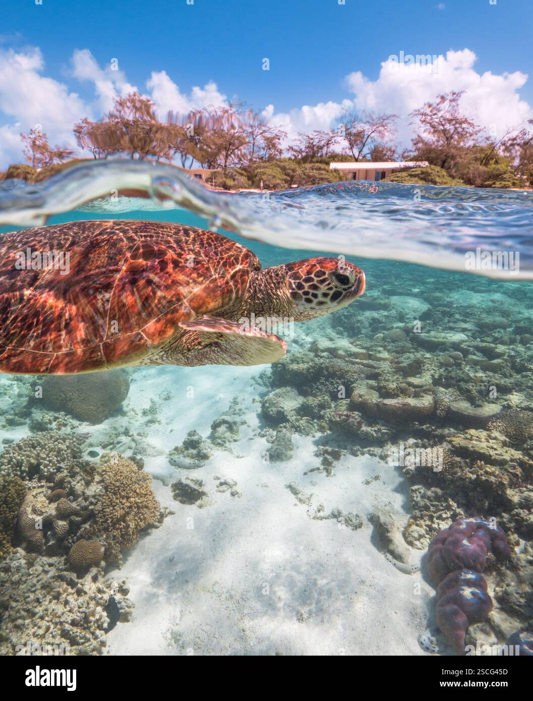 Turtle swimming at Lady Elliot Island on the Great Barrier Reef Stock ...