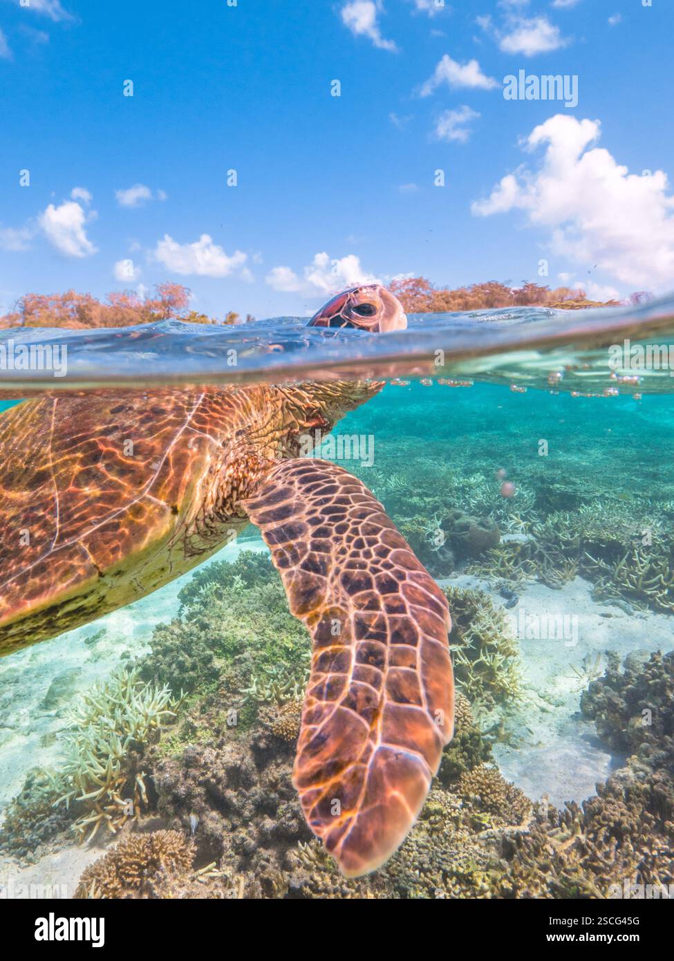 Turtle taking a breath on the surface at Lady Elliot Island on the ...