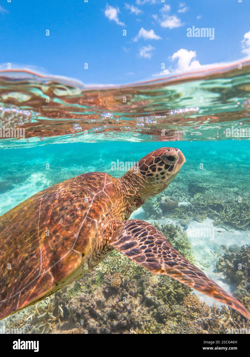 Turtle swimming at Lady Elliot Island on the Great Barrier Reef Stock ...
