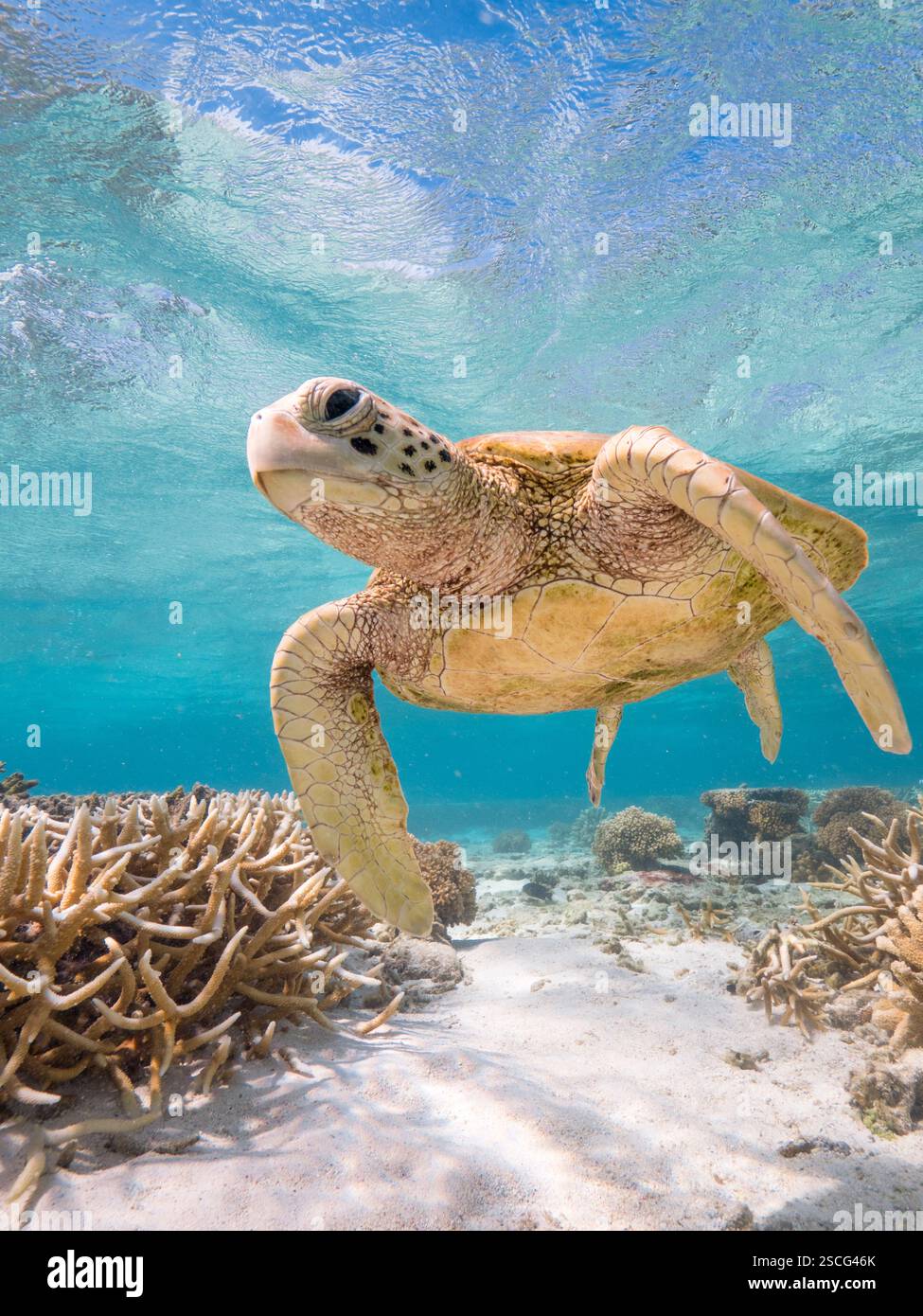 Turtle swimming at Lady Elliot Island on the Great Barrier Reef Stock ...