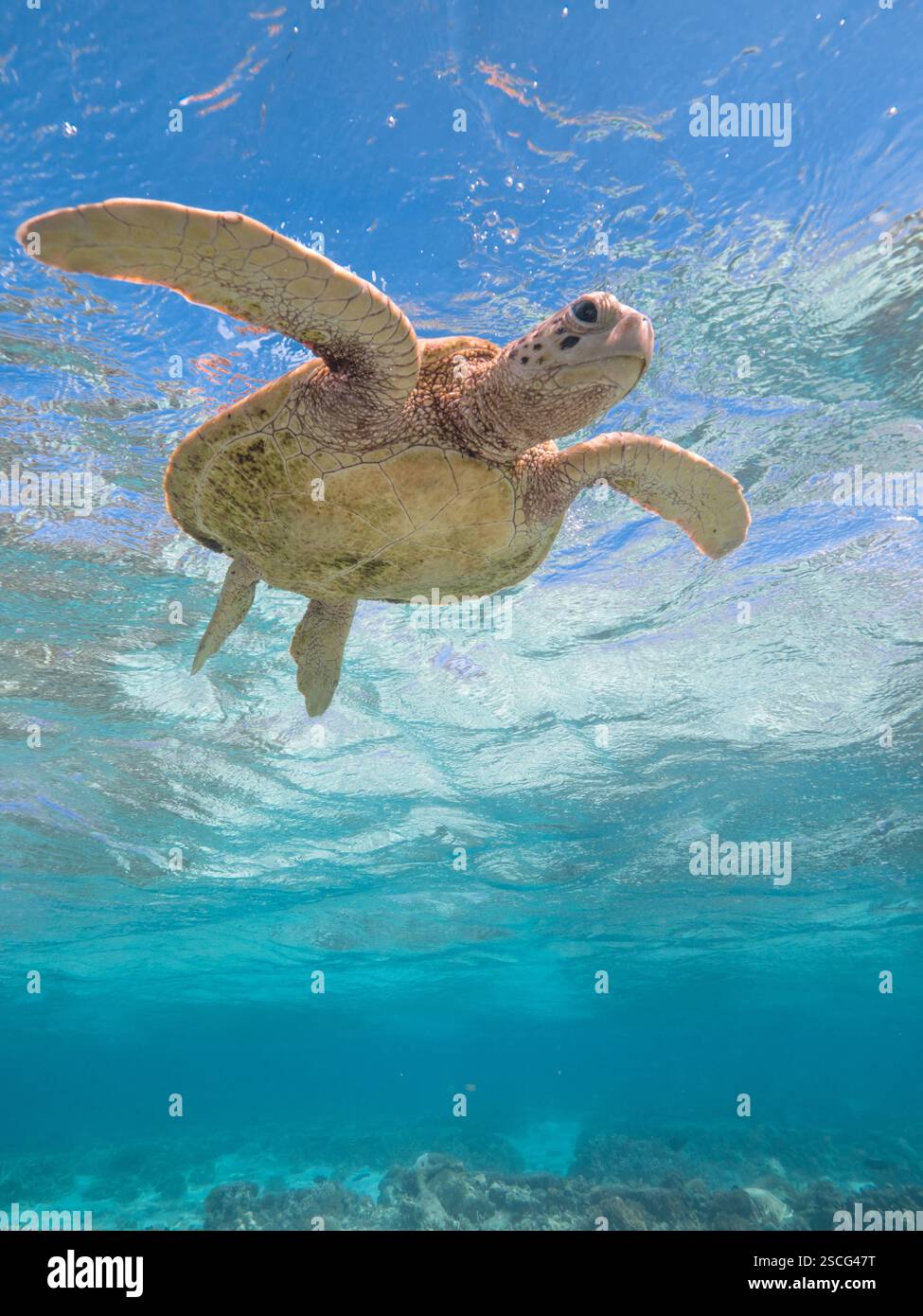 Turtle swimming at Lady Elliot Island on the Great Barrier Reef Stock ...