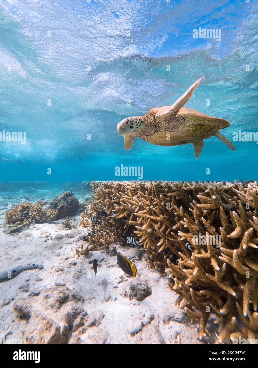 Turtle swimming at Lady Elliot Island on the Great Barrier Reef Stock ...
