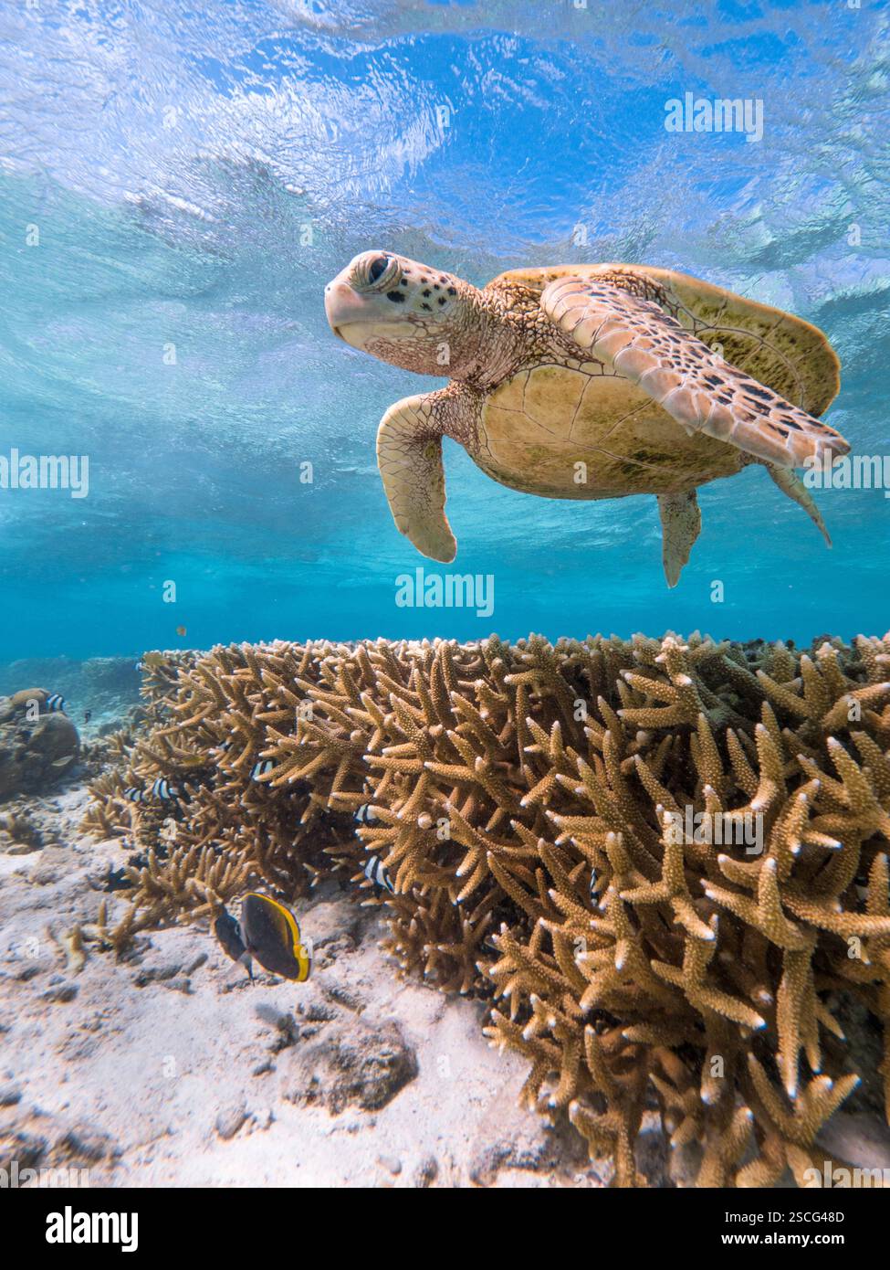 Turtle swimming at Lady Elliot Island on the Great Barrier Reef Stock ...