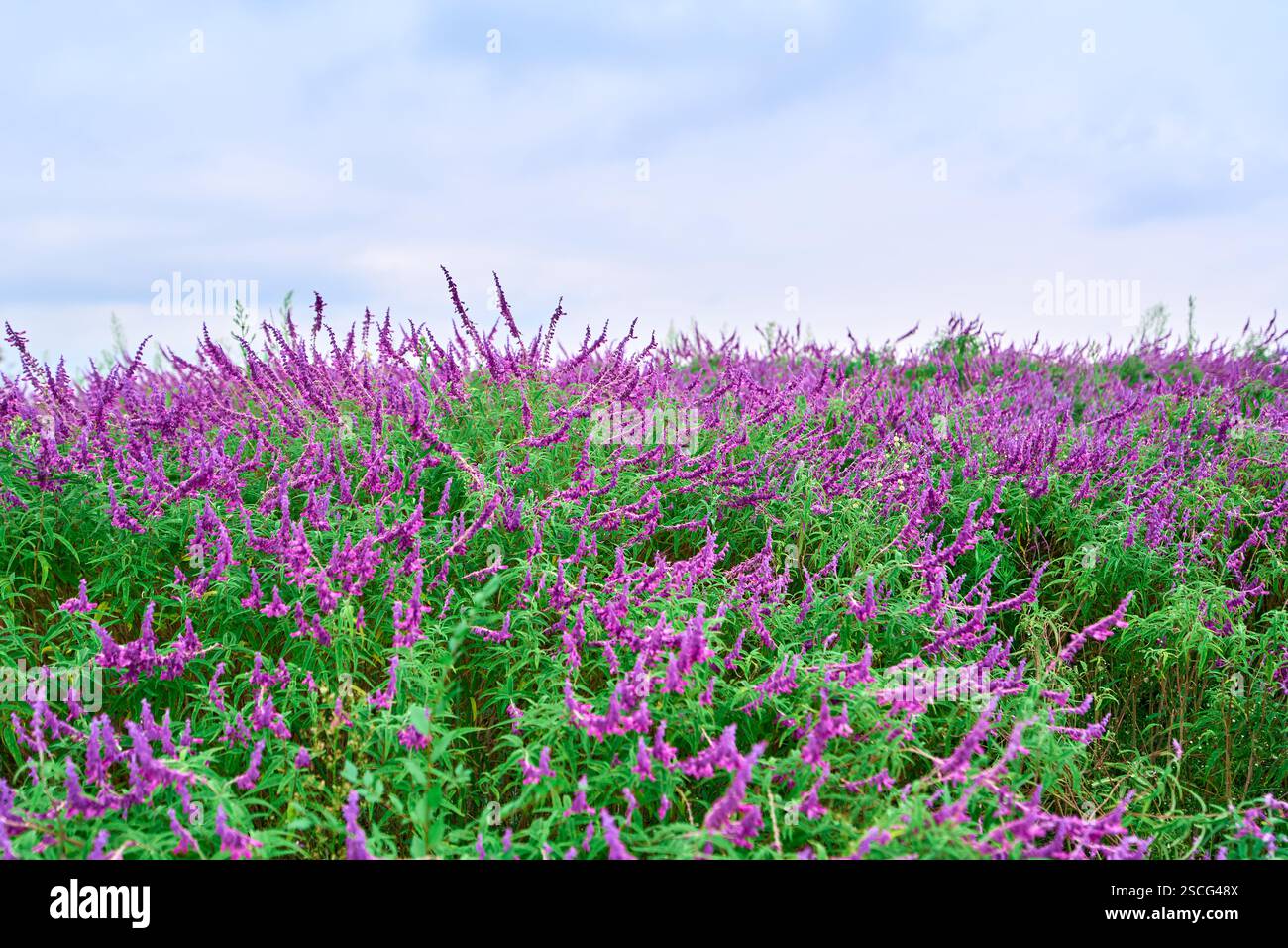 A large field of purple sage flowers Stock Photo - Alamy