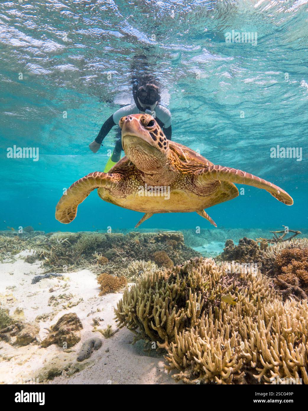 Turtle swimming at Lady Elliot Island on the Great Barrier Reef Stock ...