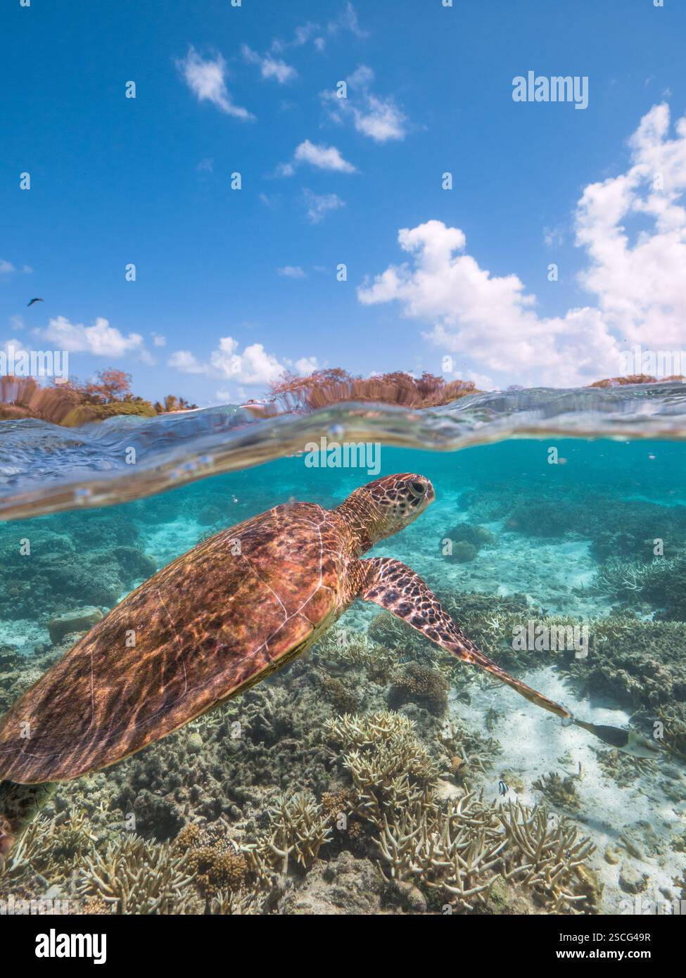 Turtle swimming at Lady Elliot Island on the Great Barrier Reef Stock ...