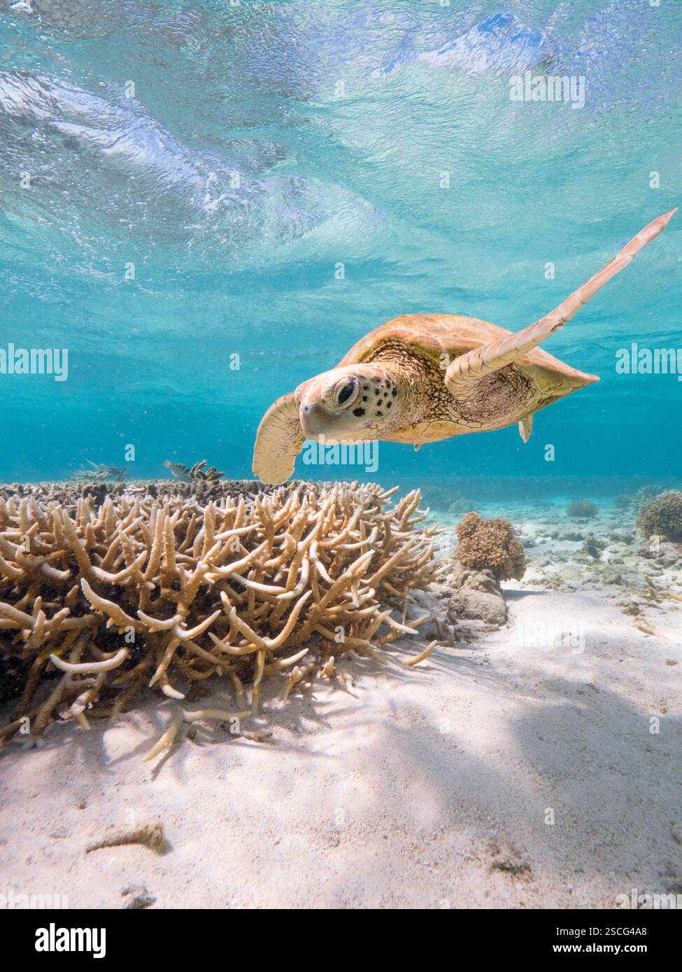 Turtle swimming at Lady Elliot Island on the Great Barrier Reef Stock ...