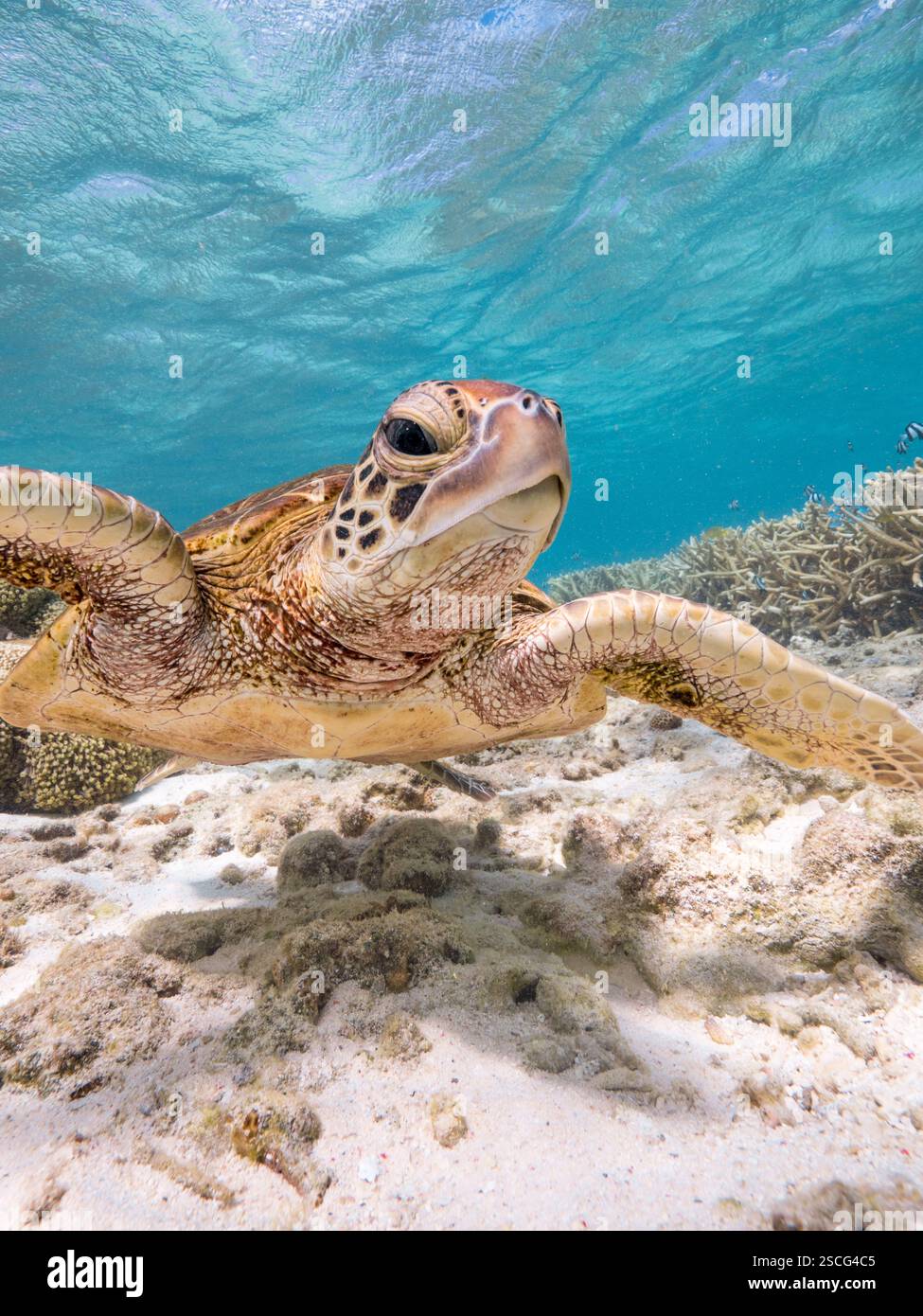 Turtle swimming at Lady Elliot Island on the Great Barrier Reef Stock ...