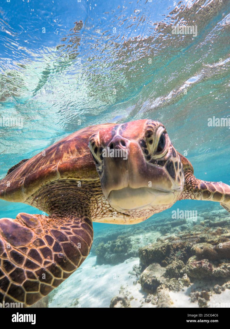 Turtle swimming at Lady Elliot Island on the Great Barrier Reef Stock ...