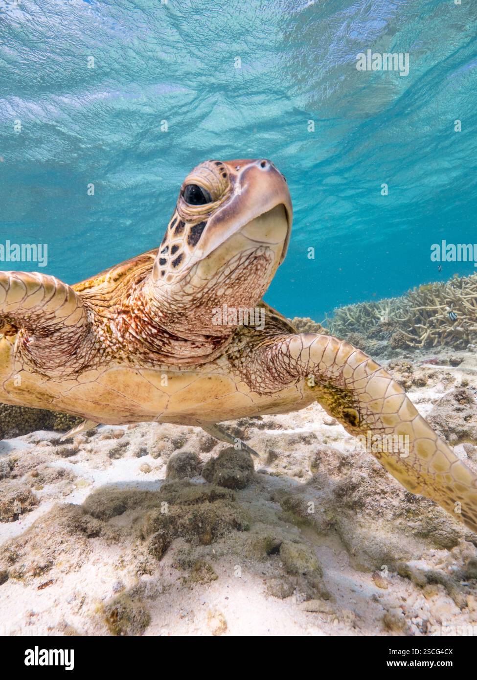 Turtle swimming at Lady Elliot Island on the Great Barrier Reef Stock ...