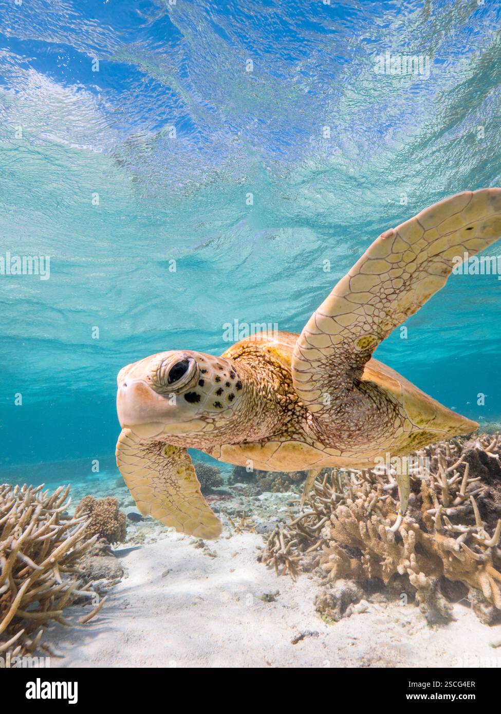 Turtle swimming at Lady Elliot Island on the Great Barrier Reef Stock ...