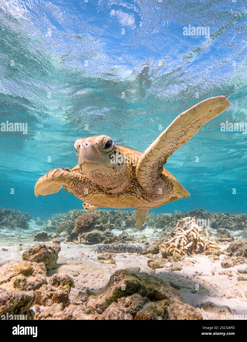 Turtle swimming at Lady Elliot Island on the Great Barrier Reef Stock ...