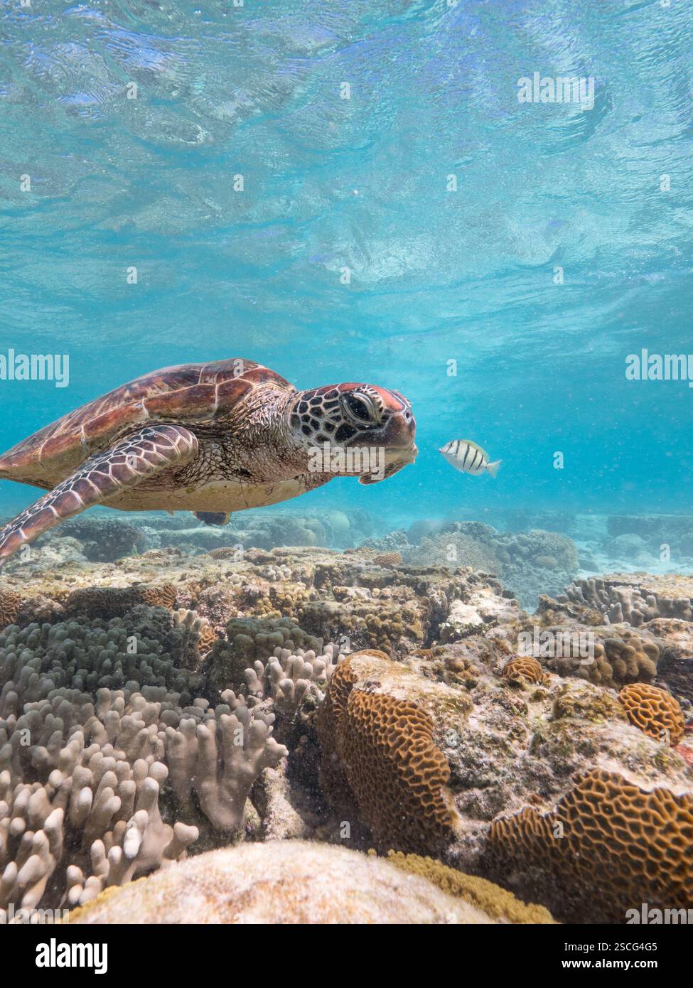 Turtle swimming at Lady Elliot Island on the Great Barrier Reef Stock ...