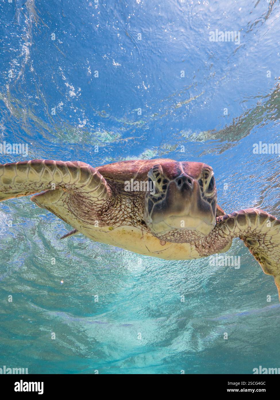 Turtle swimming at Lady Elliot Island on the Great Barrier Reef Stock ...