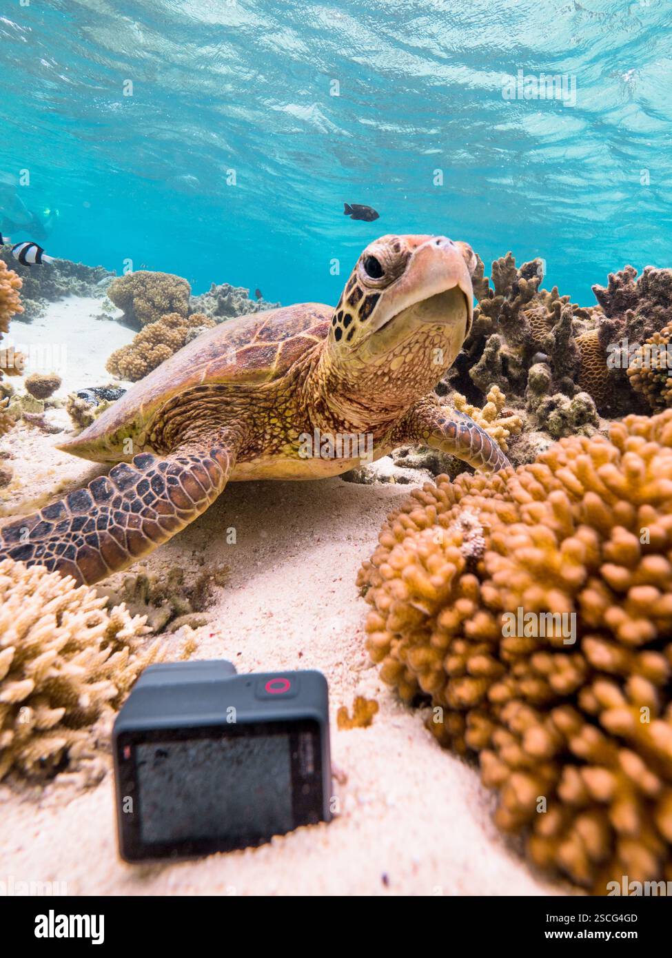 Turtle laying in the sand at Lady Elliot Island on the Great Barrier ...