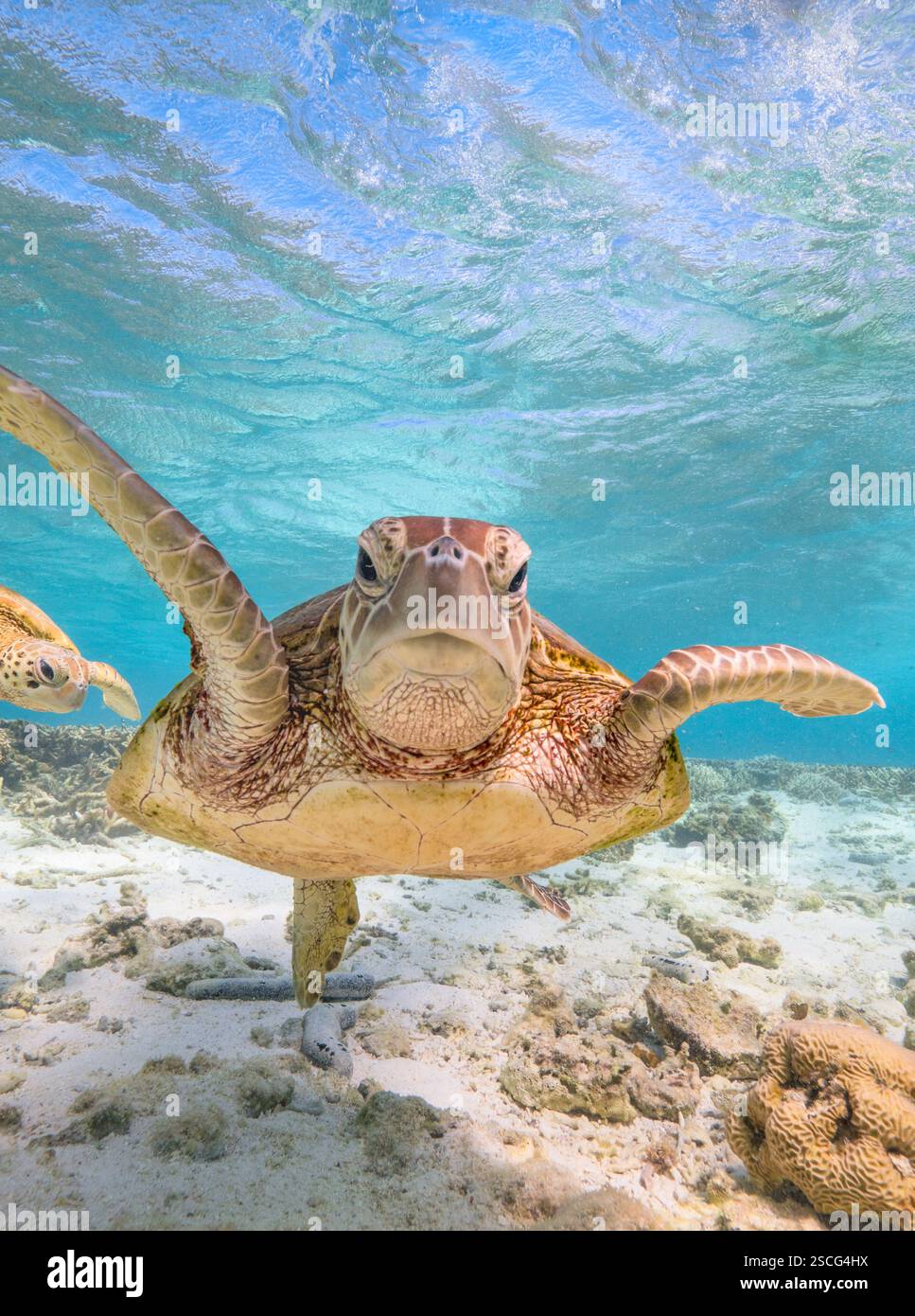 Turtle swimming at Lady Elliot Island on the Great Barrier Reef Stock ...