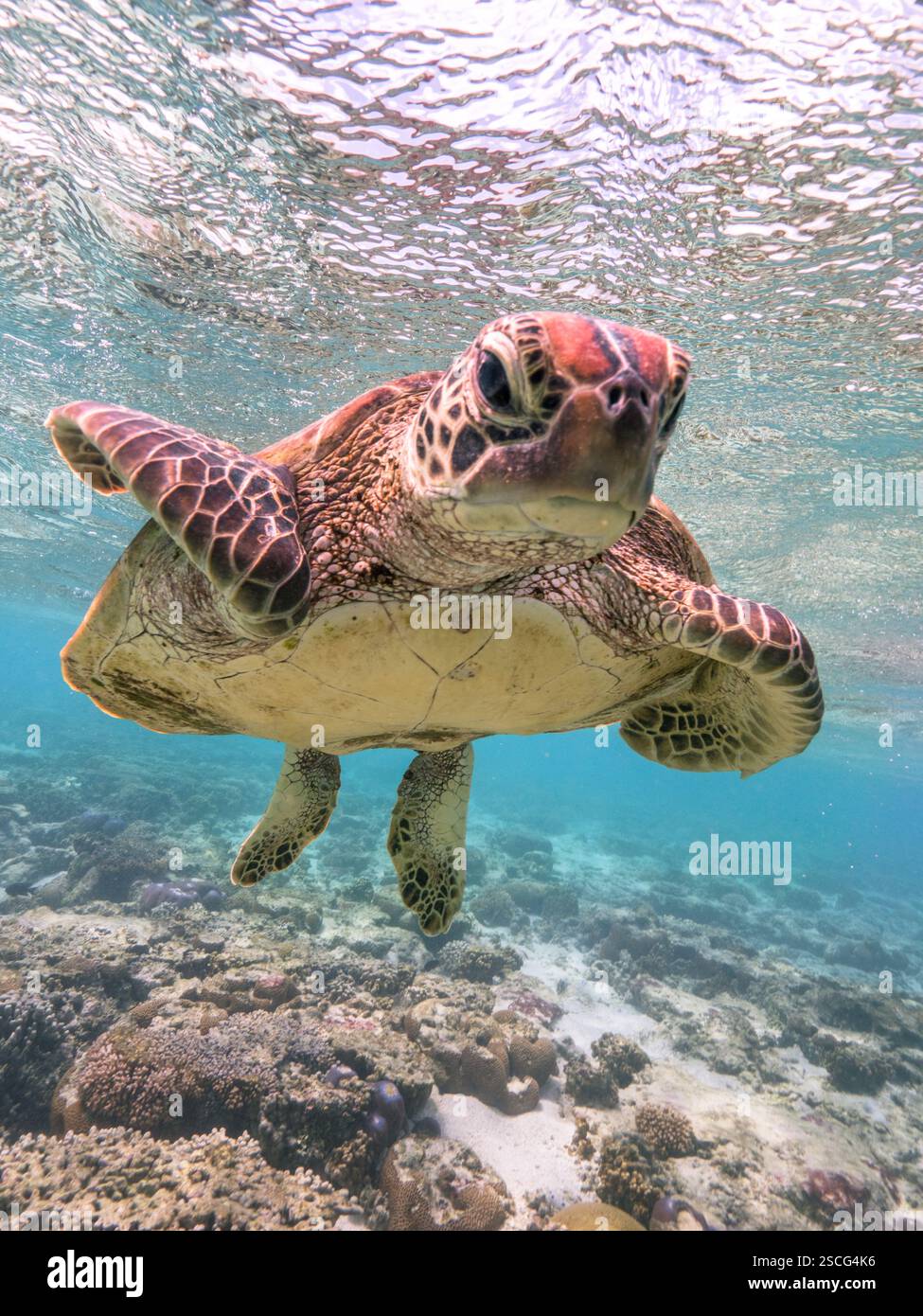 Turtle swimming at Lady Elliot Island on the Great Barrier Reef Stock ...