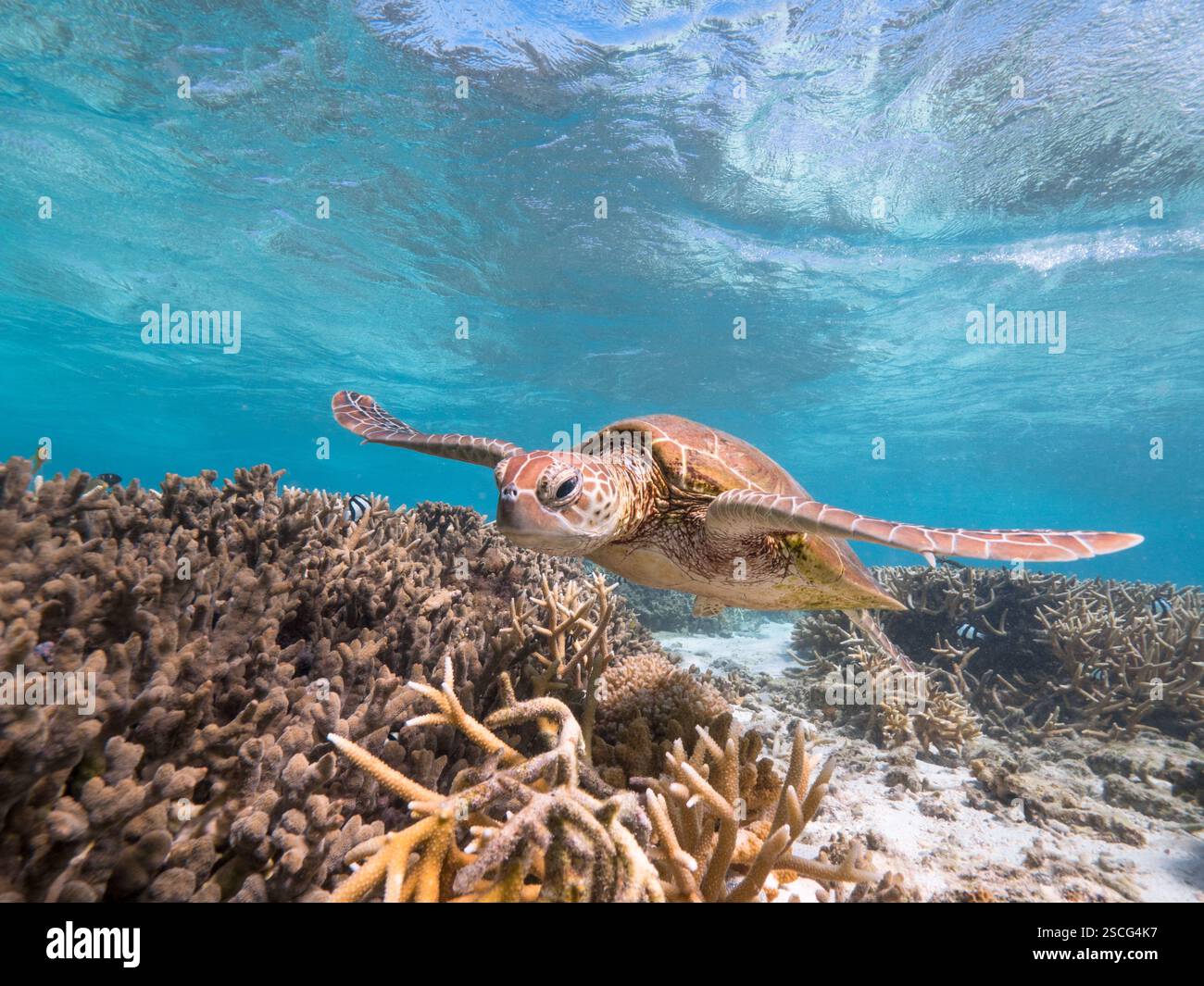 Turtle swimming at Lady Elliot Island on the Great Barrier Reef Stock ...