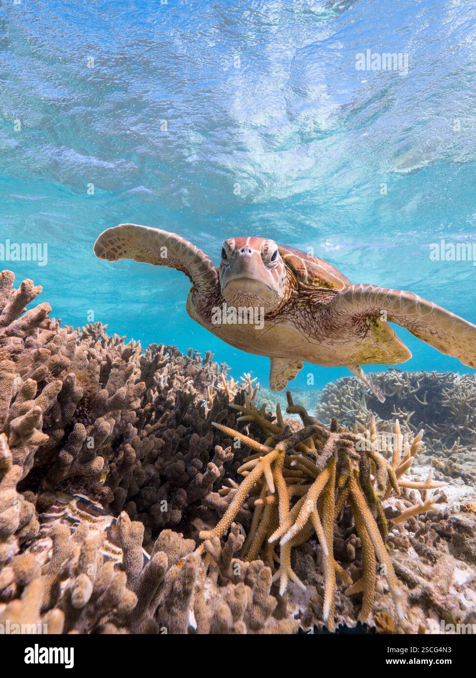 Turtle swimming at Lady Elliot Island on the Great Barrier Reef Stock ...