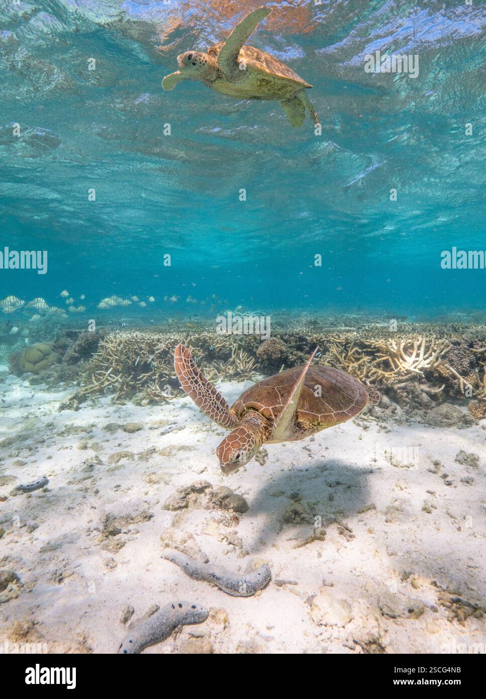 Turtle swimming at Lady Elliot Island on the Great Barrier Reef Stock ...