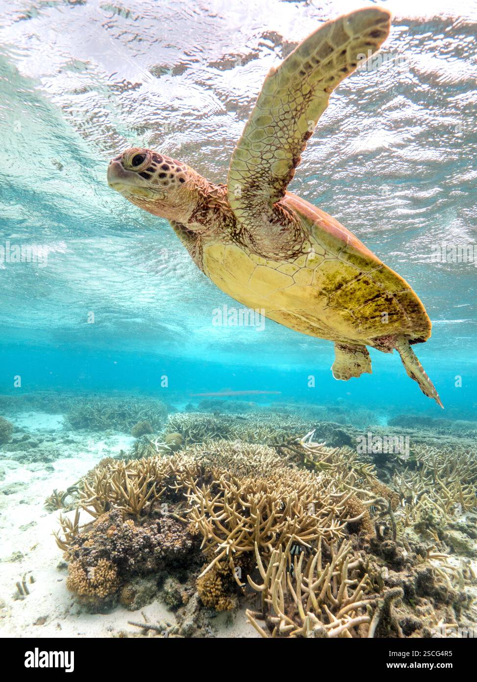 Turtle swimming at Lady Elliot Island on the Great Barrier Reef Stock ...