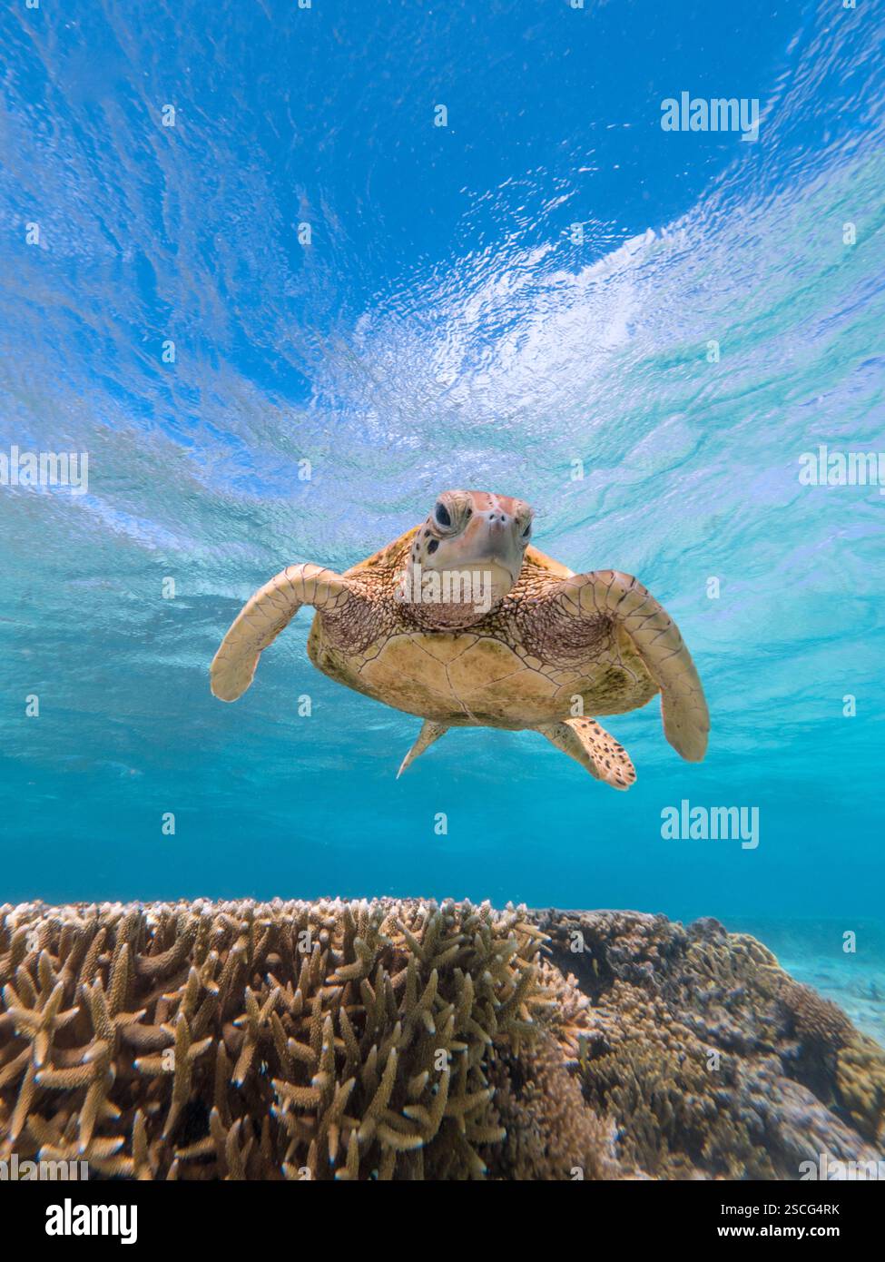 Turtle swimming at Lady Elliot Island on the Great Barrier Reef Stock ...