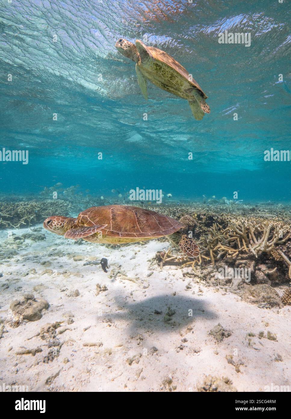 Turtle swimming at Lady Elliot Island on the Great Barrier Reef Stock ...