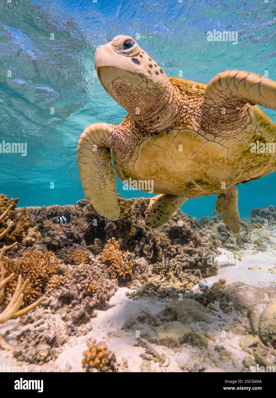 Turtle swimming at Lady Elliot Island on the Great Barrier Reef Stock ...